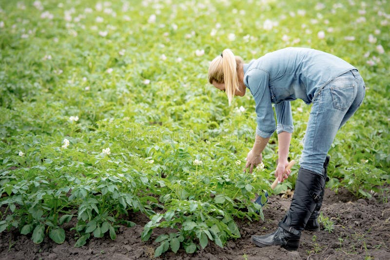 Agronomist Caring for the Growing Crop Stock Photo - Image of ...