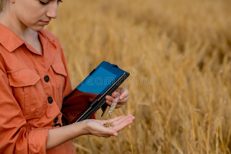 Agronomist Farmer with Digital Tablet Computer in Wheat Field Using ...