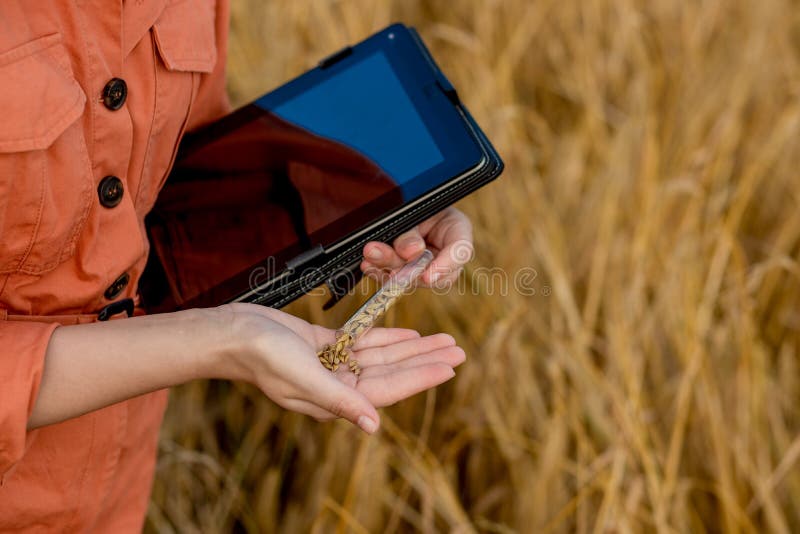 Agronomist Farmer with Digital Tablet Computer in Wheat Field Using ...
