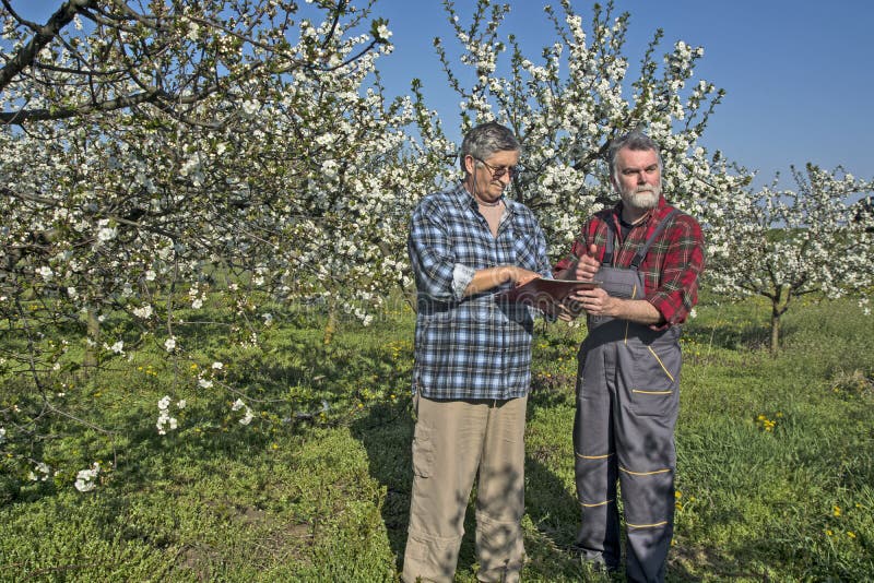 Agronomist and Farmer in the Orchard Stock Image - Image of freshness ...