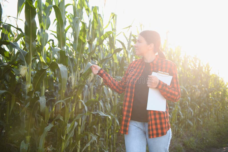 Agronomist Farmer Woman in Corn Field. Female Farm Worker Analyzing ...