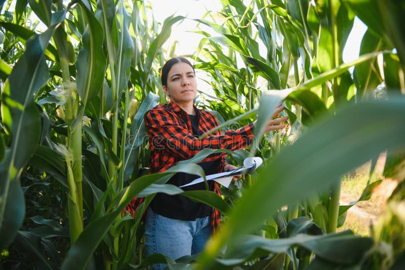 Agronomist Farmer Woman In Corn Field Female Farm Worker Analyzing Crop Development Stock