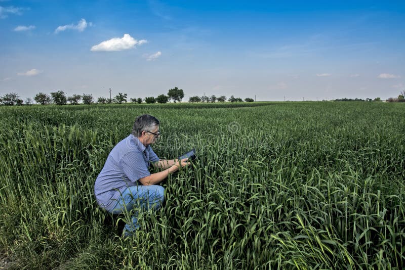 Agronomist in the Field with Wheat Stock Image - Image of environment ...