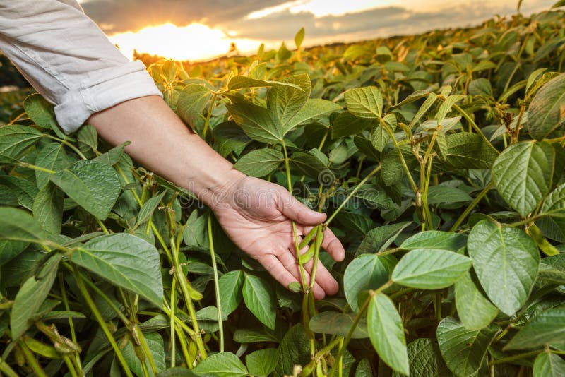 Agronomist Inspecting Soya Bean Crops Stock Image - Image of farming ...