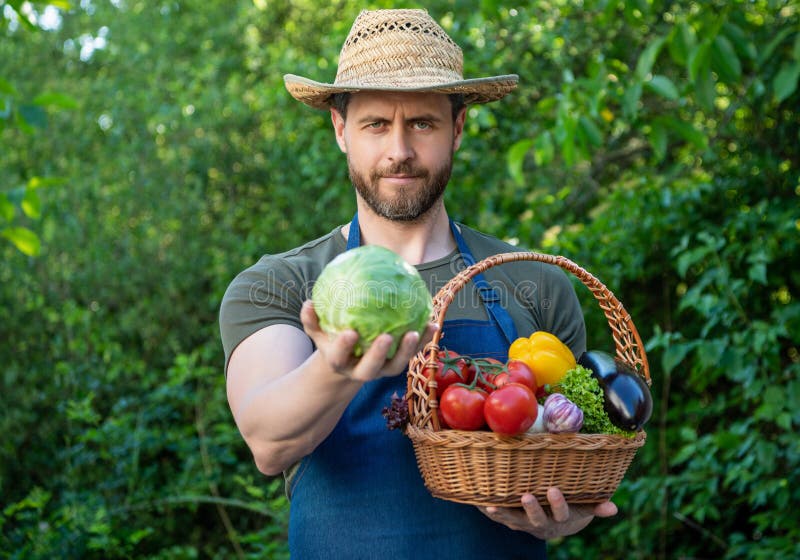 Agronomist in Straw Hat Hold Basket Full of Vegetables Stock Image ...
