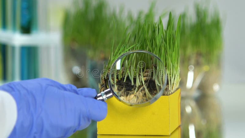 Root System of the Tree Sprouts into the Ground Trunk Green Moss Leaves ...