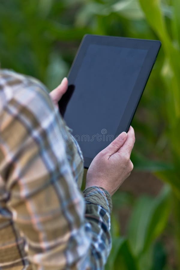 Agronomist with Tablet Computer in Corn Field Stock Image - Image of ...