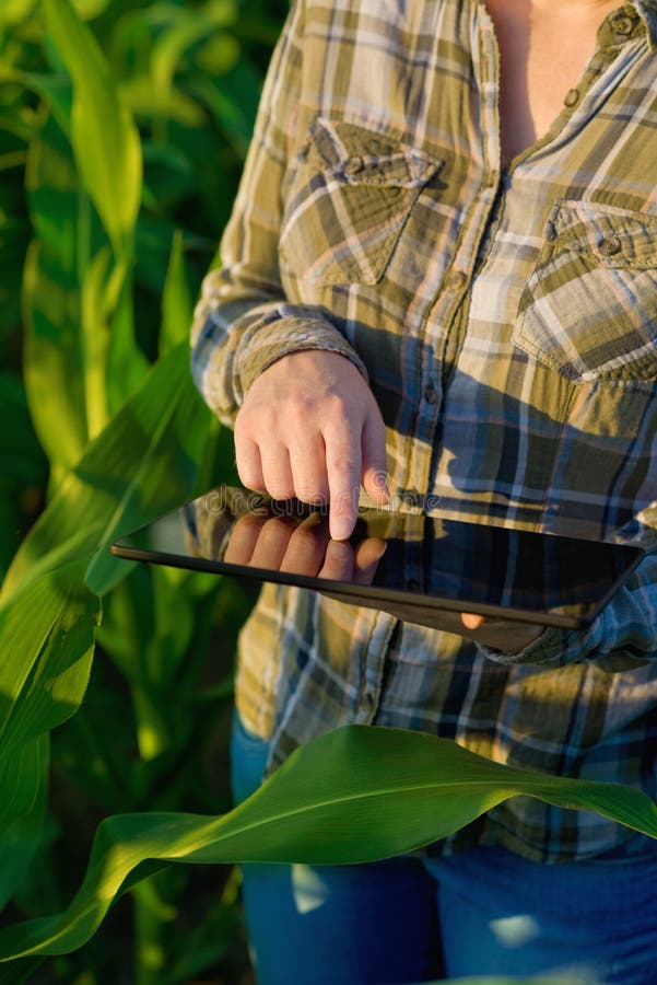Agronomist with Tablet Computer in Corn Field Stock Image - Image of ...