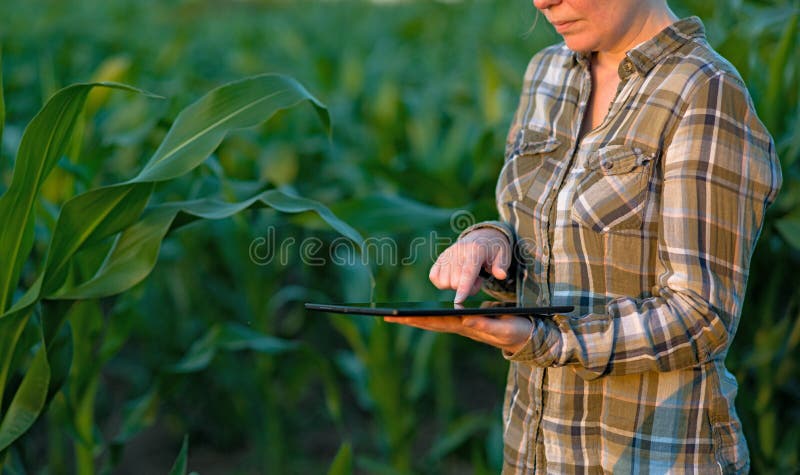 Agronomist with Tablet Computer in Corn Field Stock Image - Image of ...