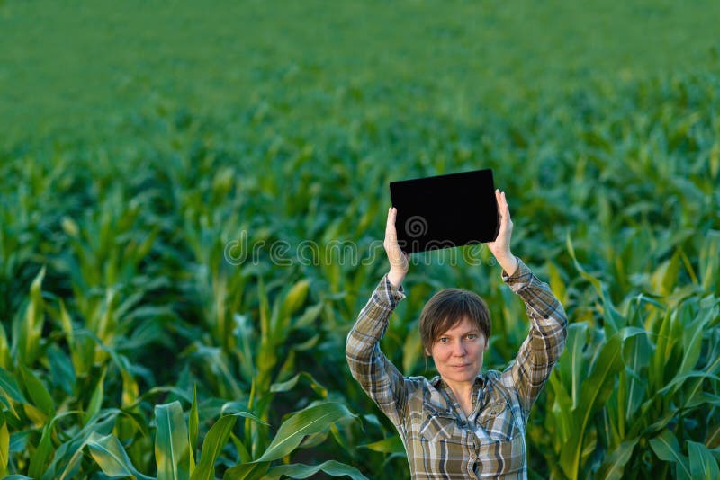 Agronomist with Tablet Computer in Corn Field Stock Photo - Image of ...