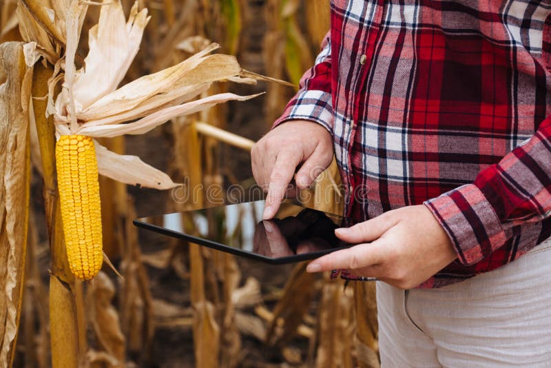 Agronomist Using Tablet Computer in Corn Field during Harvest Stock ...