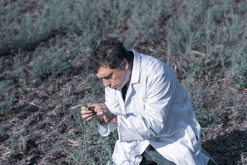 Agronomist at work stock image. Image of healthy, adult - 126008401
