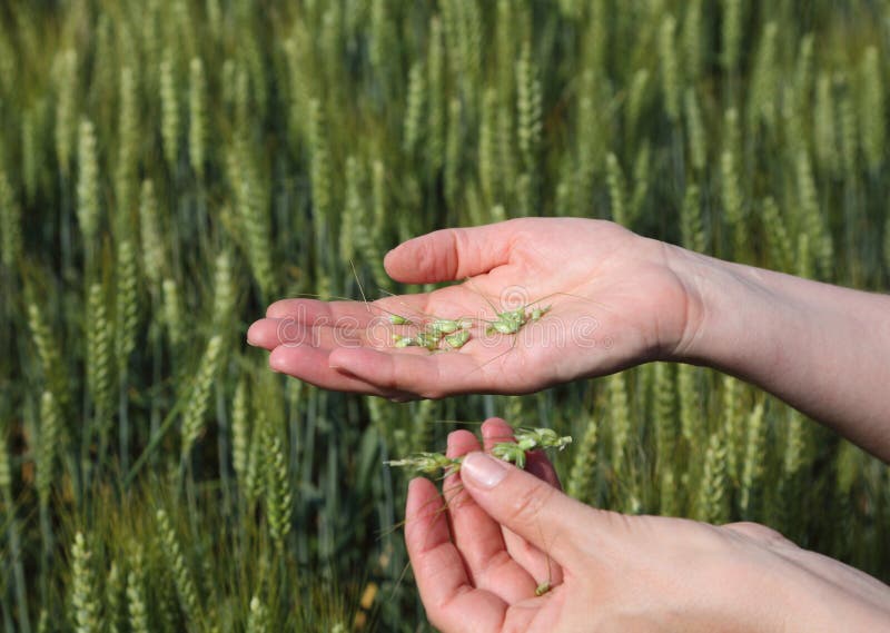 Growth stock image. Image of agriculture, green, fruitful - 19111105