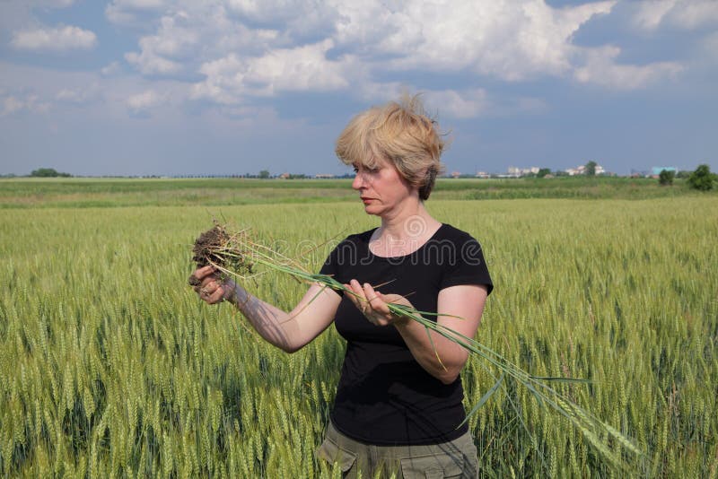 Agronomy stock photo. Image of fields, natural, exploring - 20005888