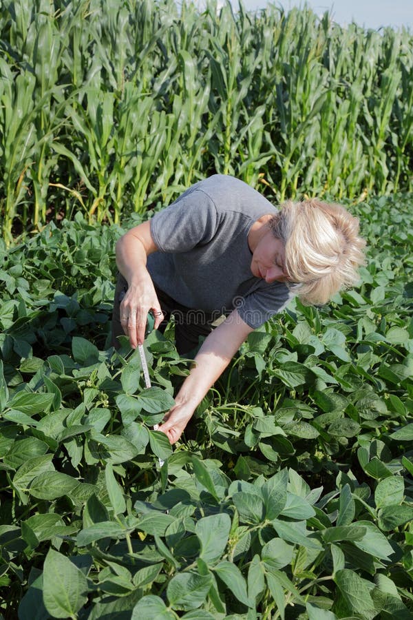 Agronomy stock photo. Image of measure, growing, natural - 20281770
