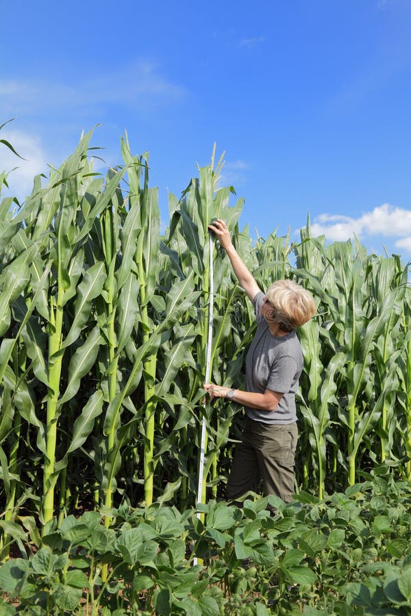 Agronomy stock photo. Image of agronomy, measuring, crop - 20281850