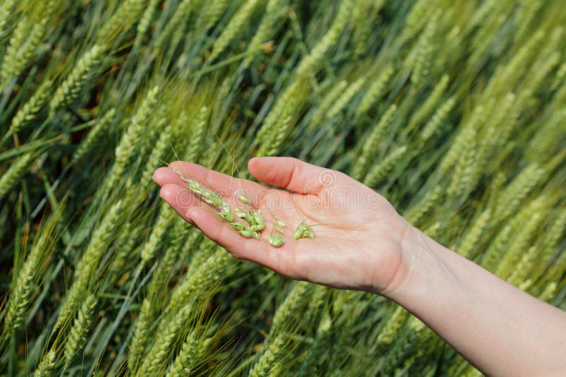 Agronomy stock image. Image of food, caucasian, field - 20431785
