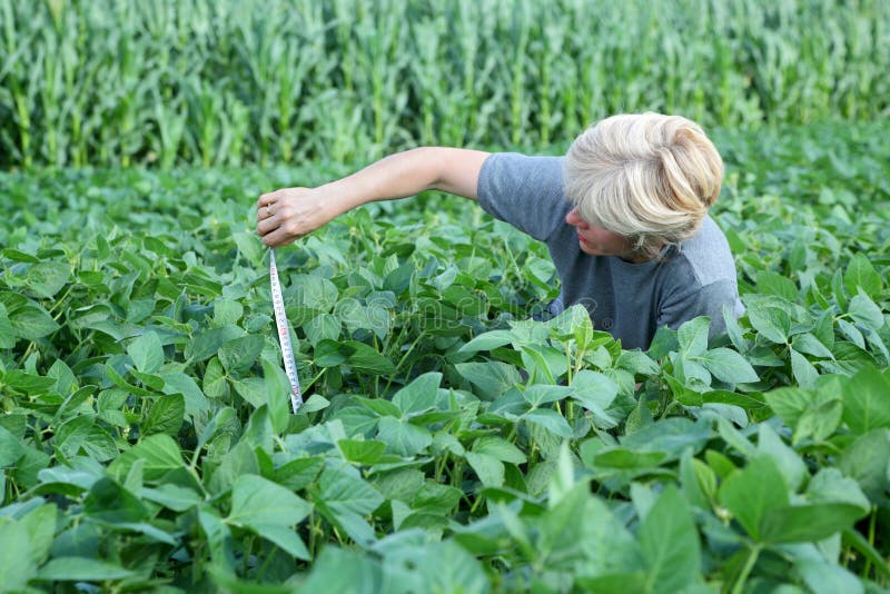 Agronomy stock image. Image of natural, nature, growing - 22614899