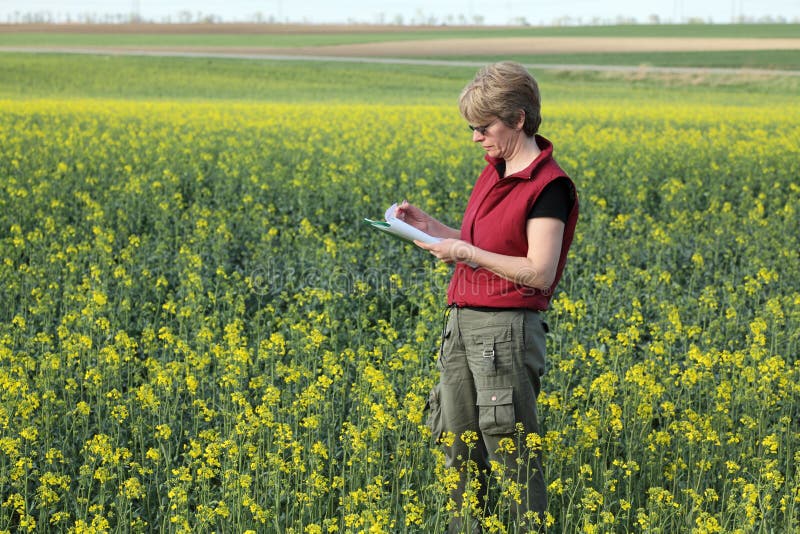 Agronomy stock image. Image of analyze, canola, inspect - 24407663