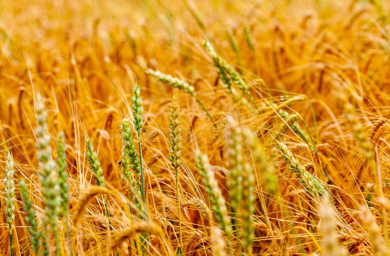 Agronomy stock photo. Image of background, agricultural - 82867400