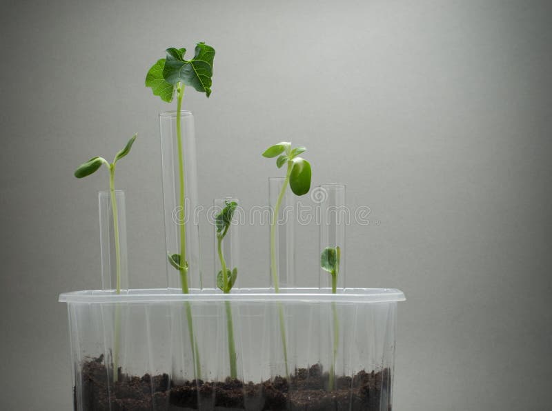 Agronomy researching stock photo. Image of agronomy, biotechnology ...