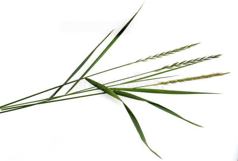 Agropyron Repens Stock Photos - Free & Royalty-Free Stock Photos from ...
