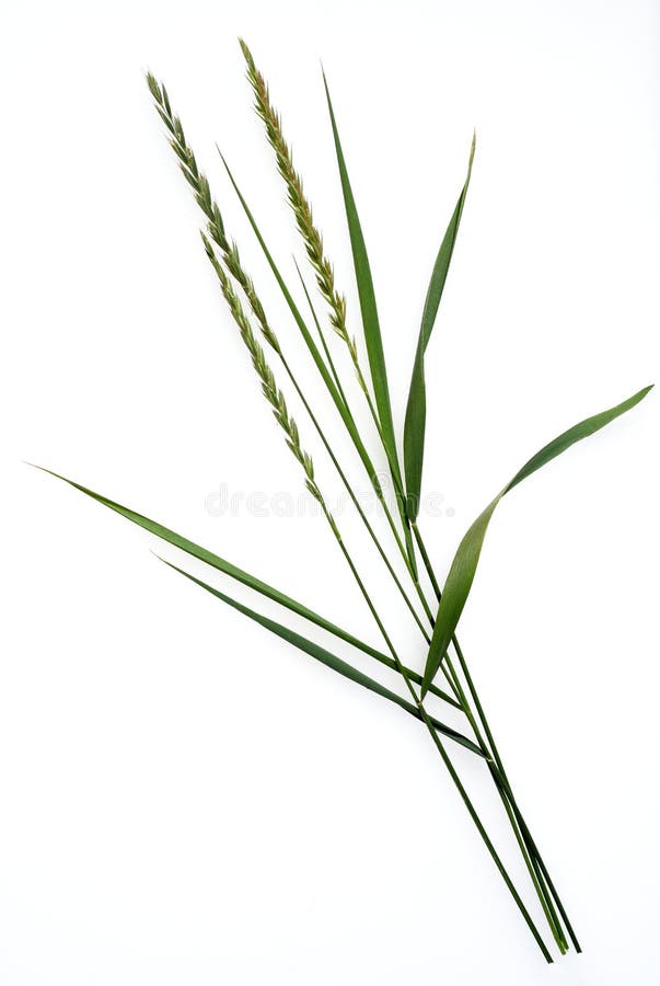 Agropyron Repens Stock Photos - Free & Royalty-Free Stock Photos from ...