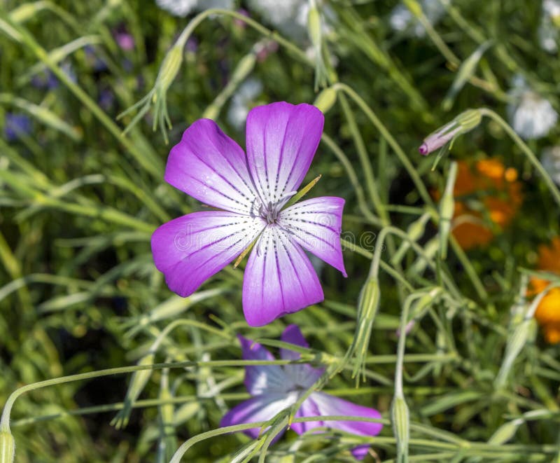 Agrostemma Githago in the Spring Stock Photo - Image of common, season ...