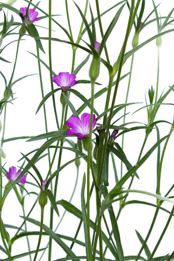 Agrostemma Githago, the Common Corn-cockle or Corncockle, Blooming in ...