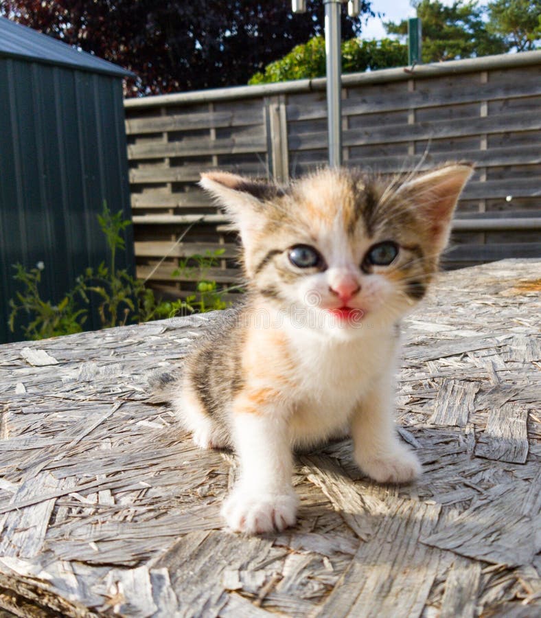 Cute And Agry Woman Screaming. Creative Make Up On Fashion Model Stock ...