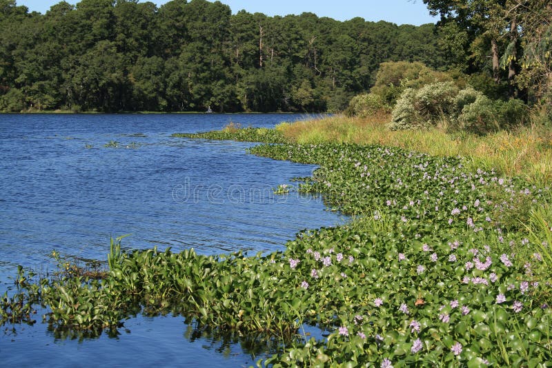 Agua azul foto de archivo. Imagen de azul, bosque, exterior - 4010000