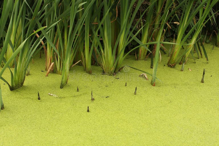 229,122 Agua Pantano Fotos de stock - Fotos libres de regalías de ...
