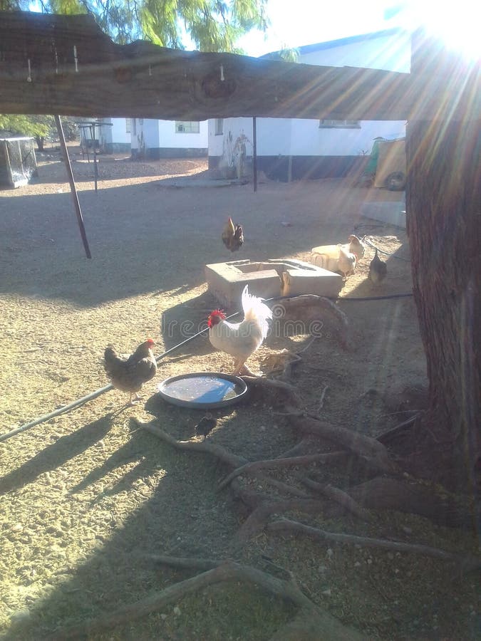 525 Pollo Bebiendo Agua Fotos de stock - Fotos libres de regalías de ...