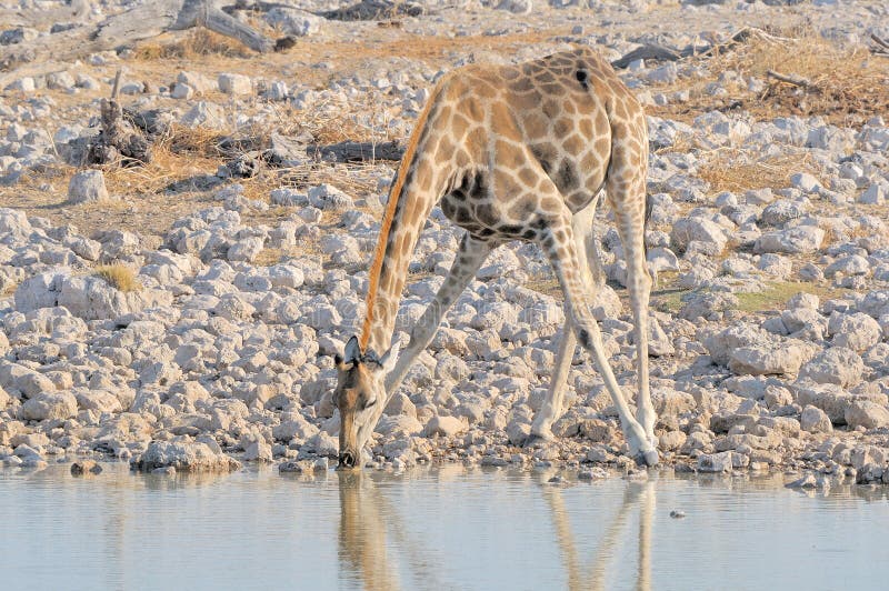 Agua potable de la jirafa foto de archivo. Imagen de cubo - 44938882
