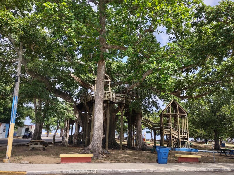 Aguadilla Puerto Rico Parque Colon Treehouse Stock Photo - Image of ...