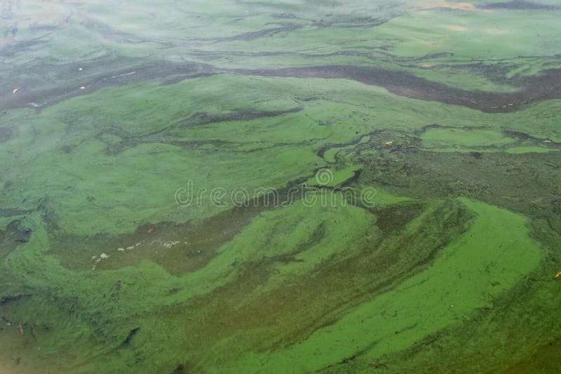 Aguas Verdes Contaminadas Con Cianobacterias De Algas Azules. Imagen de ...