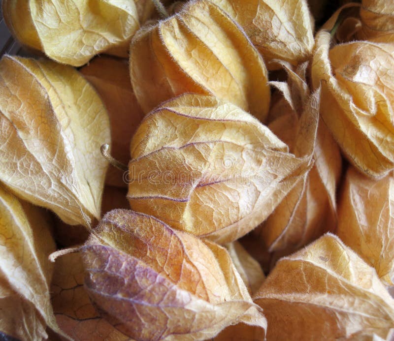 Aguaymanto, Peruvian fruit stock photo. Image of colorful - 52029766