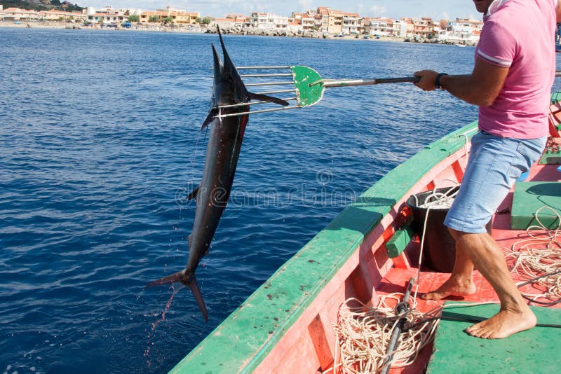 Aguglia A Strisce Sul Mare, Spada Del Pesce Immagine Stock - Immagine ...