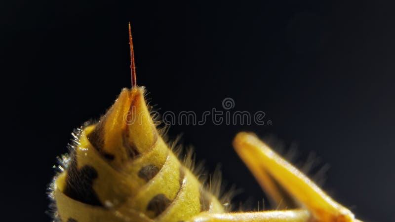 Aguijón De Una Avispa Europea Común Imagen de archivo - Imagen de ...