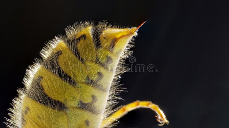 Aguijón De Una Avispa Europea Común Imagen de archivo - Imagen de ...