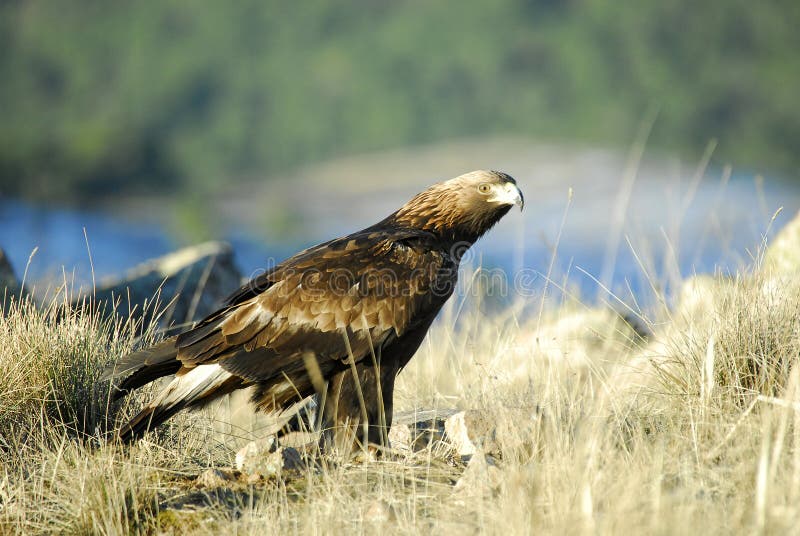 Aguila Real stock photo. Image of eagles, animals, avila - 18241618