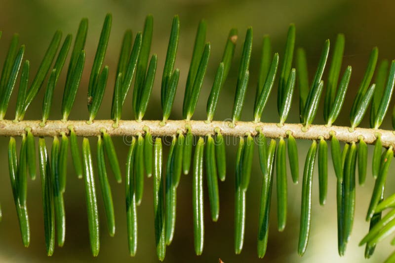 Abeto De Plata Europeo Y X28; Abies El Alba& X29; Foto de archivo ...