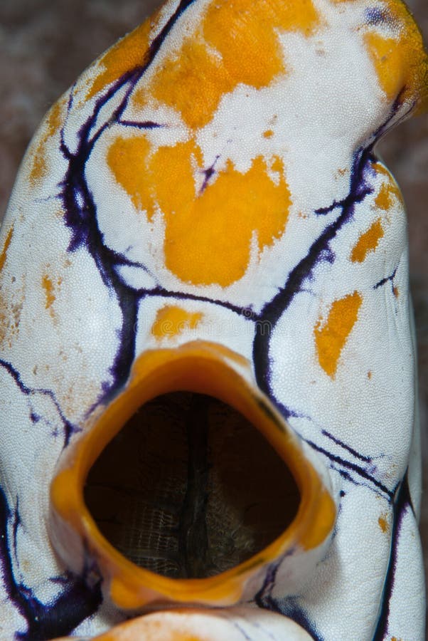 Agujero de Turnicate foto de archivo. Imagen de océano - 21163394