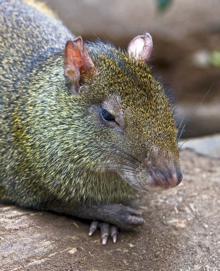 Aguti 4 stock photo. Image of nature, zoology, environment - 13008216