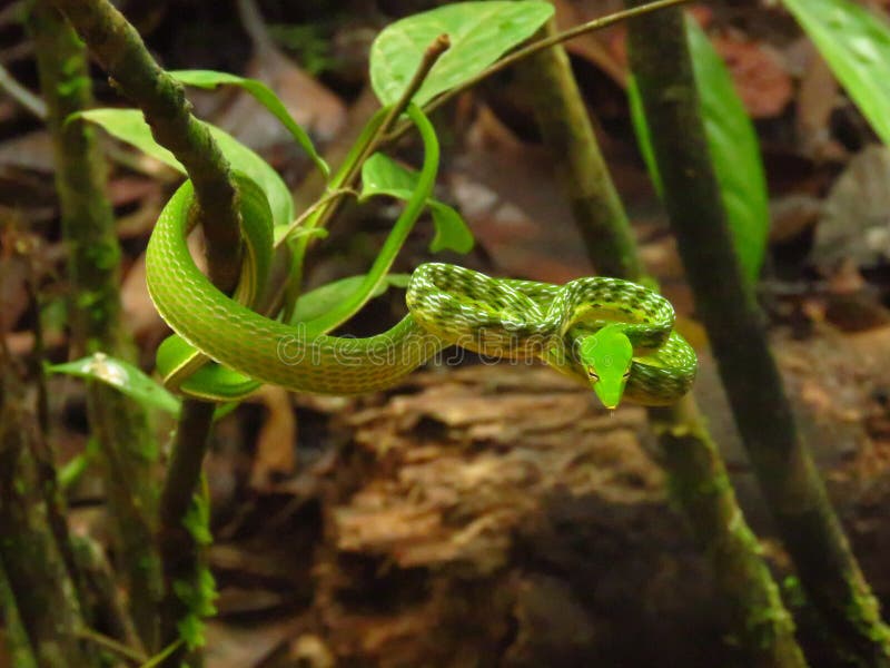 Ahaetulla Prasina in the Wall Stock Photo - Image of tropical, leaf ...