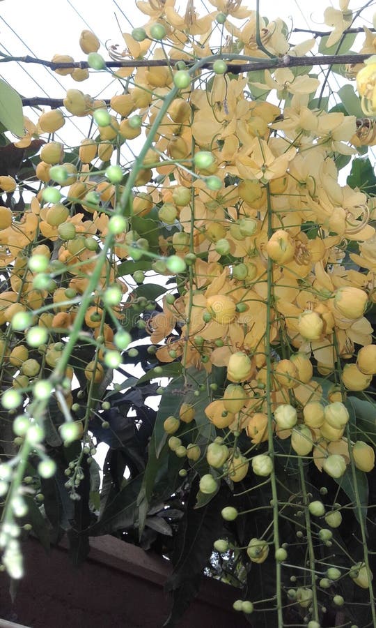 Ahela flowers stock image. Image of poson, ahela, srilanka - 91765887