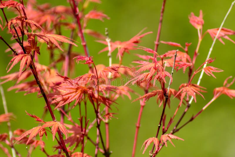 Ahorn Tree Detail stock photo. Image of background, autumn - 117120488