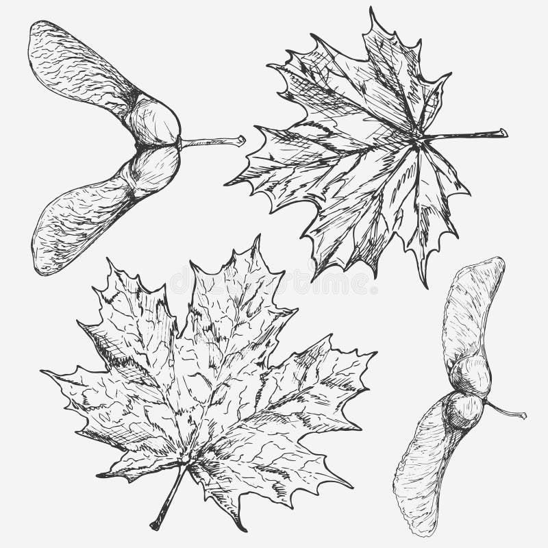 Ahornholz Blatt Und Samara Hand Gezeichnete Abbildung Stock Abbildung ...