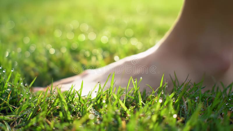 AI Barefoot Foot Close-up on Dewy Grass Stock Footage - Video of purity ...