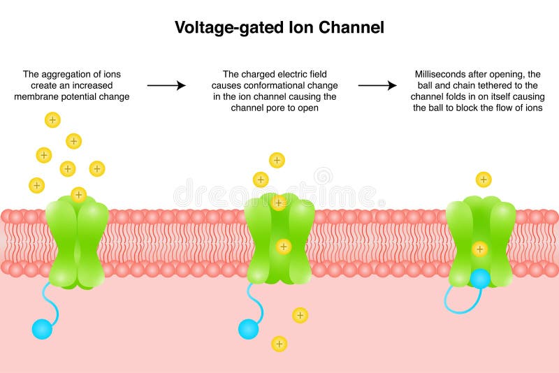 Voltage-gated Ion Channel Vector Illustration Diagram Stock Vector ...